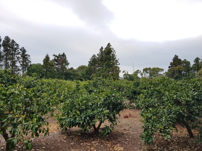 신흥리 비닐하우스 용도 노지귤밭 매매 | 제주특별자치도 서귀포시 남원읍 | 공인중개사 | 당근 비즈 소식