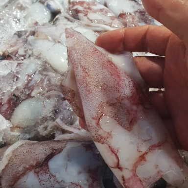 국내산 초코 총알한치 10-15미 500g 8,900원 | 전북특별자치도 군산시 나운동 | 농산물종합판매 | 당근 비즈 소식