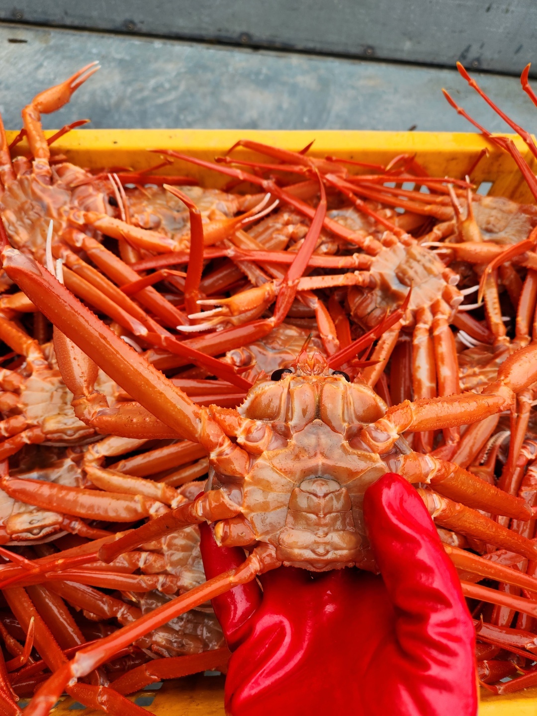 물량 터졌습니다 6kg 가득담아 28,000원에 보냅니다. | 강원특별자치도 동해시 평릉동 | 수산물소매 | 당근 비즈 소식