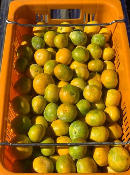 24박스 남았어요 새콤달콤 노지감귤 10kg 15900원 무료배송~ 제주특별자치도 제주시 구좌읍 농산물종합판매