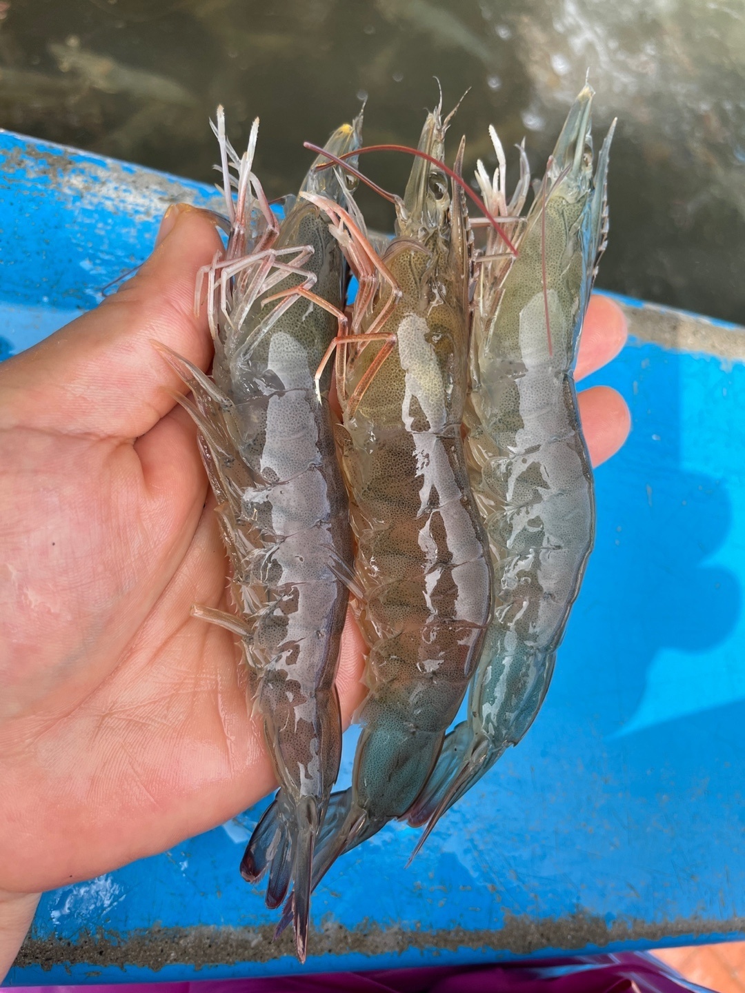 통통한 제철 흰다리 활새우 1kg 16500원 서울특별시 마포구 노고산동 비즈프로필
