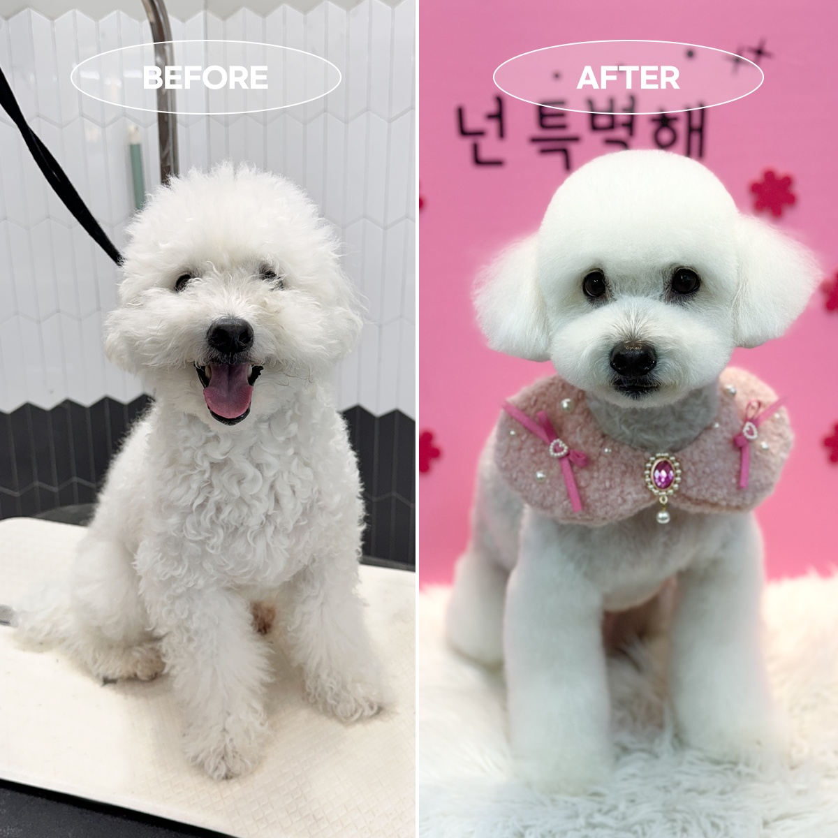 펫코스 | 부산광역시 해운대구 중동 | 반려동물미용 | 당근 동네 업체