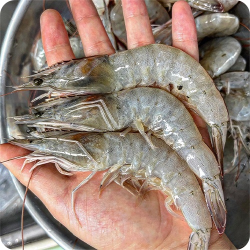 제철맞은 활 흰다리새우 1kg33미 내외 서울특별시 노원구 공릉동 비즈프로필