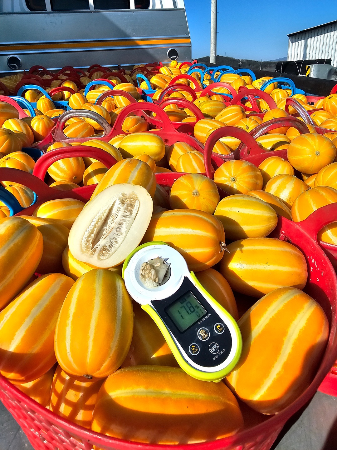 성주참외! 3kg 28,500원 20개내외 "마트에서 3개에 만원씩하죠?" | 강원특별자치도 동해시 동호동 | 식자재판매 ...