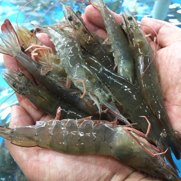 초대박특가 싱싱하고 알이 탱글한 제철 활 흰다리 새우 1kg 서울특별시 구로구 구로동 농산물종합판매 당근 비즈 소식