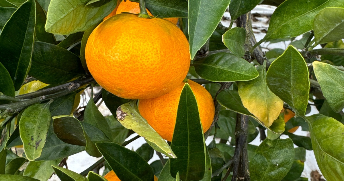 판매완료 올해 첫수확 타이벡 햇감귤 판매 시작합니다🍊 경기도 화성시 봉담읍 농산물종합판매 당근 비즈 소식