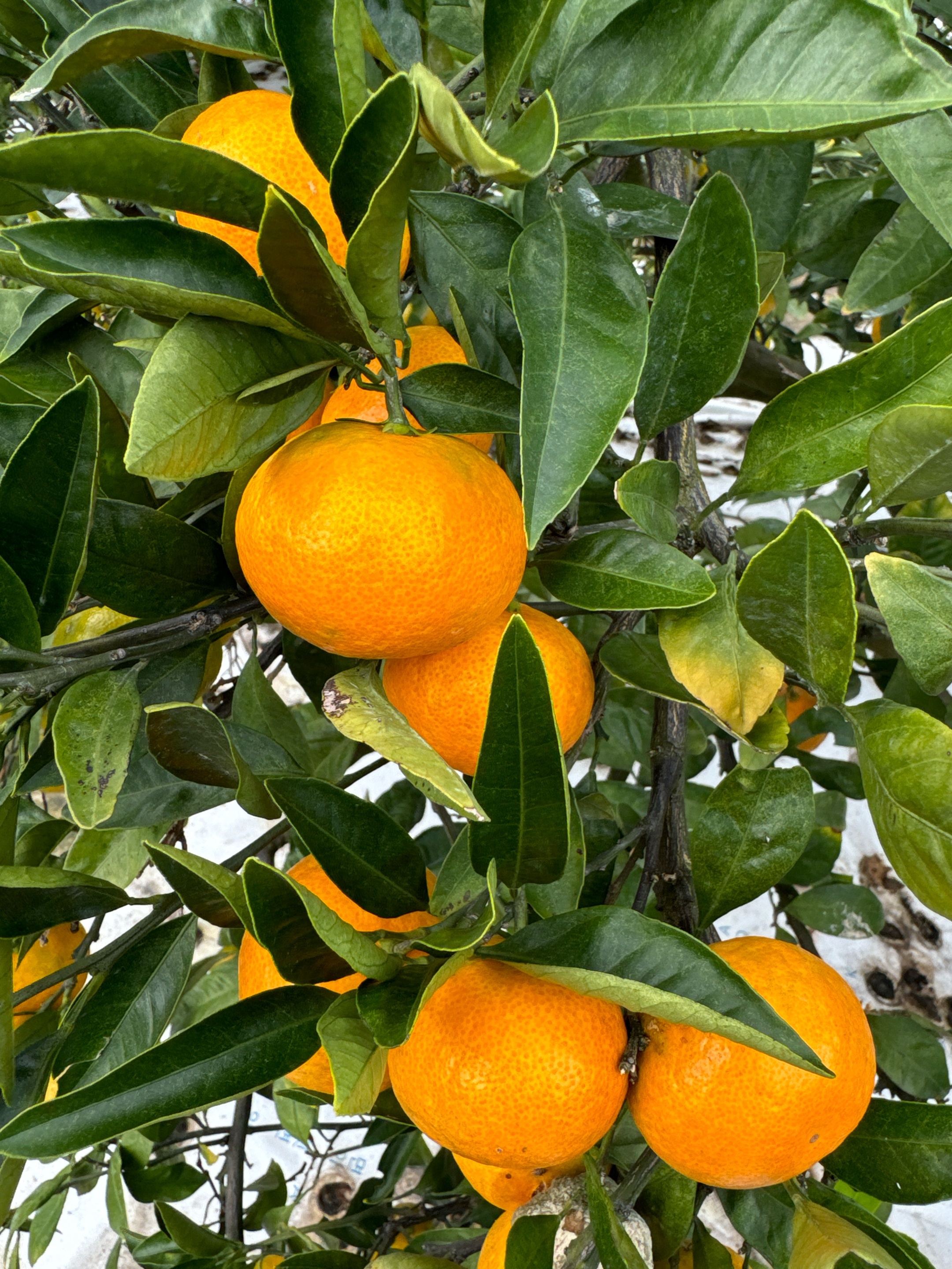 판매완료 올해 첫수확 타이벡 햇감귤 판매 시작합니다🍊 경기도 화성시 봉담읍 농산물종합판매 당근 비즈 소식