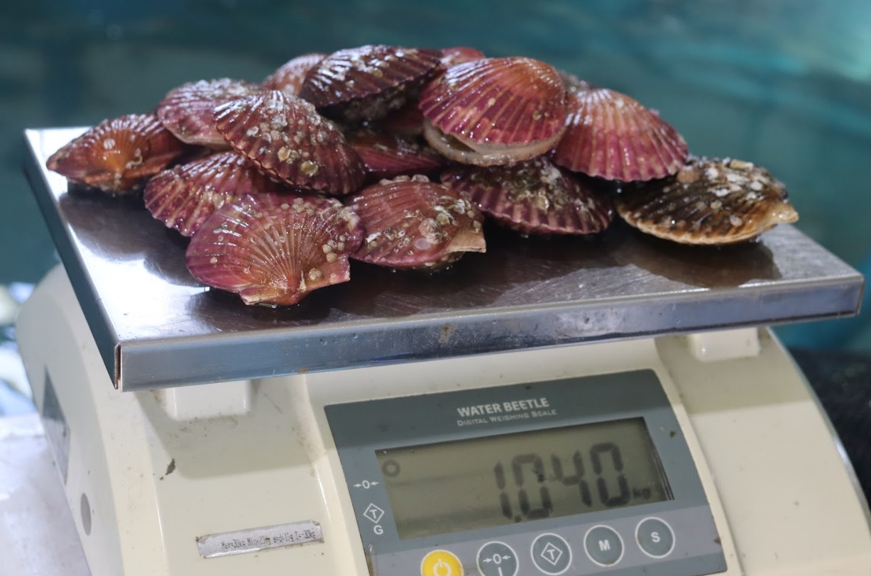 '대짜' 활 홍가리비 3kg 13,900원 무료배송!! | 제주특별자치도 제주시 한림읍 | 식자재판매 | 당근 비즈 소식