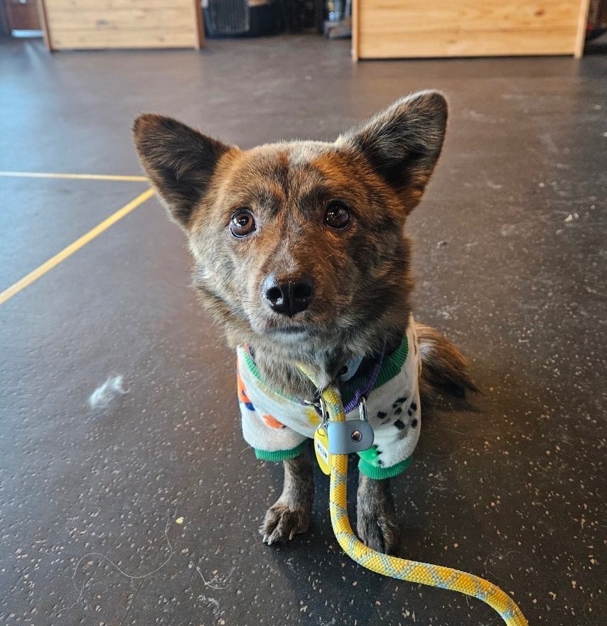 강아지 2살 6키로 임시보호 봉사(6개월 이상) | 배방읍 | 당근 알바