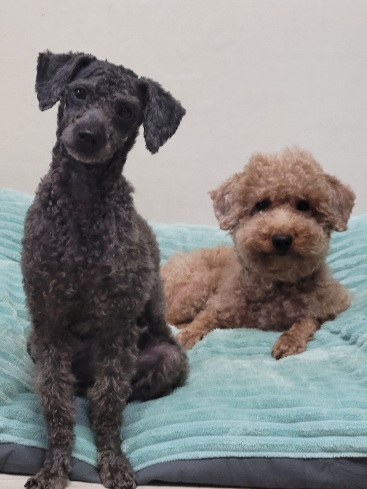 강아지데려가서봐주실분 | 금호동2가 | 당근 알바