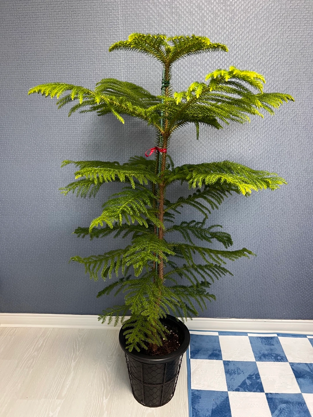 아라우카리아 대형 크리스마스트리 하실분~🎄 | 청파동2가 | 식물 | 당근 중고거래