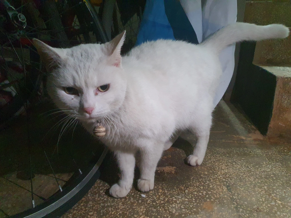 영흥리에서 냥이 잃어버리신분? | 영월읍 | 반려동물용품 | 당근 중고거래