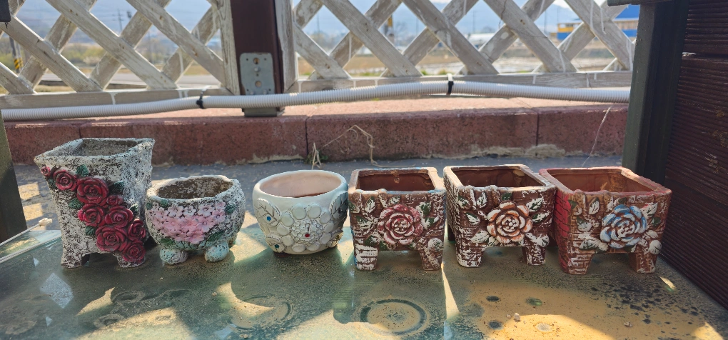 다육이 화분 6종 일괄 | 영인면 | 식물 | 당근 중고거래