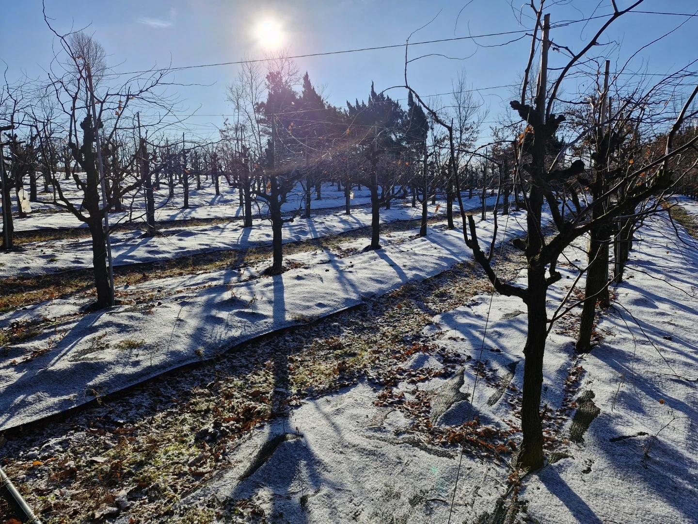 사과대추나무 판매 | 식물 | 당근 중고거래